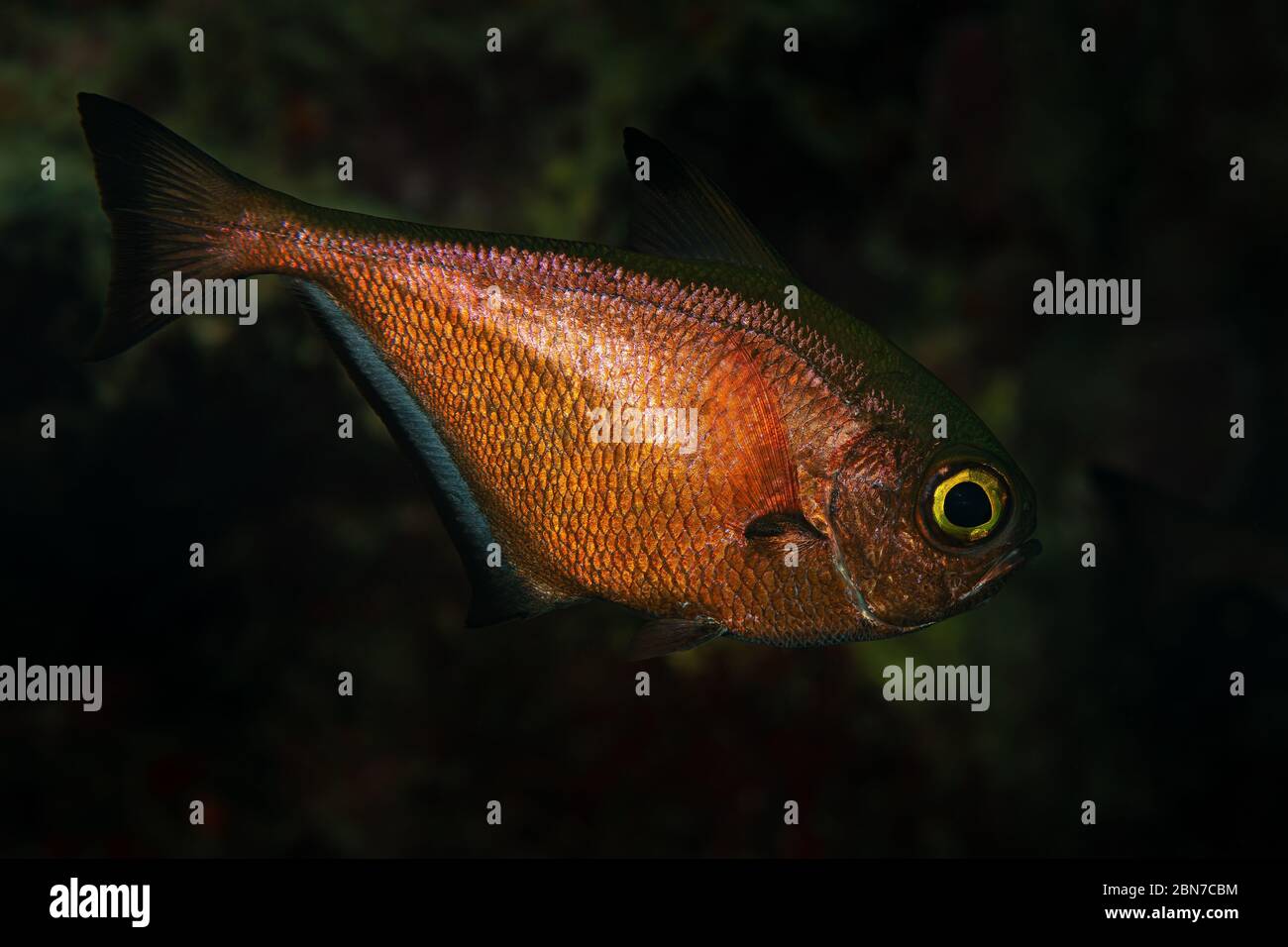 Pempheridae High Resolution Stock Photography and Images - Alamy