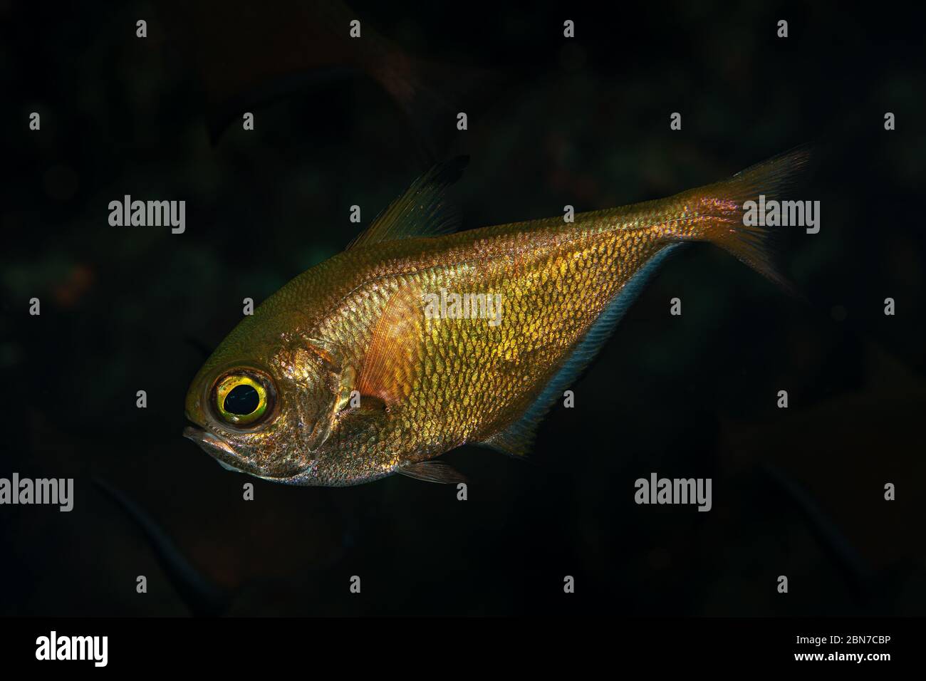 Pempheridae High Resolution Stock Photography and Images - Alamy