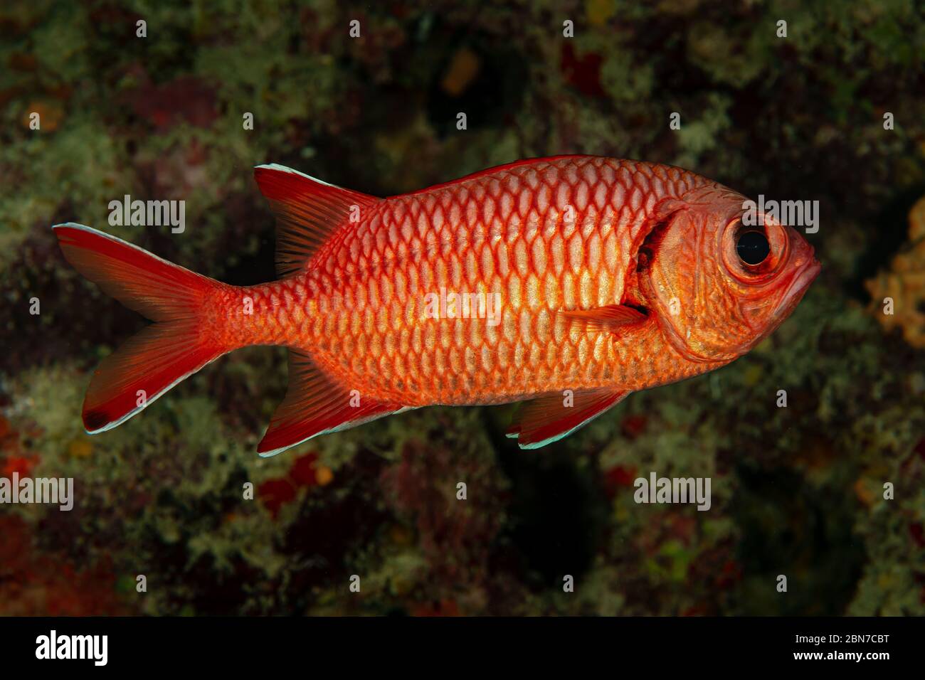 Soldierfish
