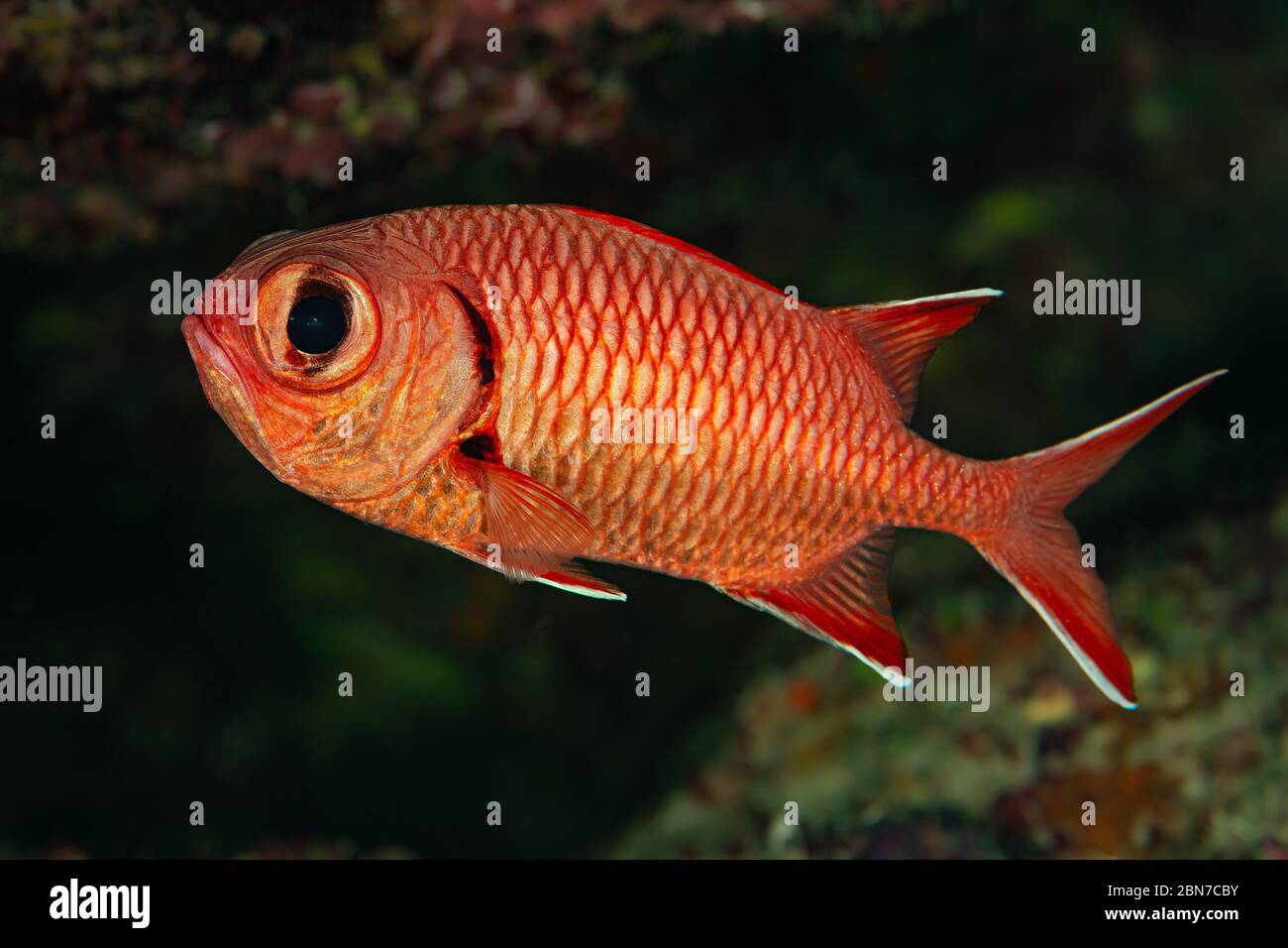Bigeye soldierfish hi-res stock photography and images - Alamy