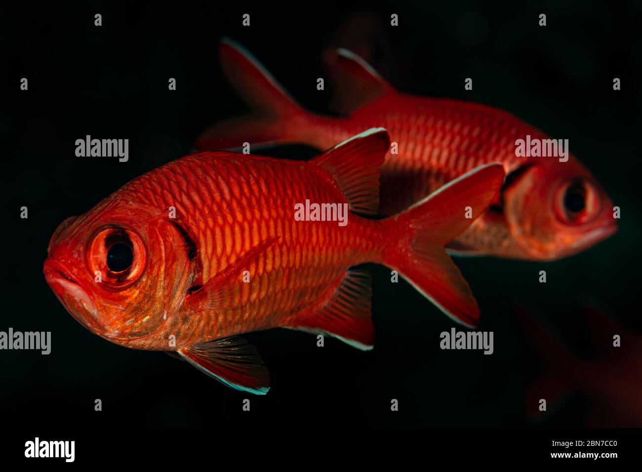 Bigscale soldierfish hi-res stock photography and images - Alamy