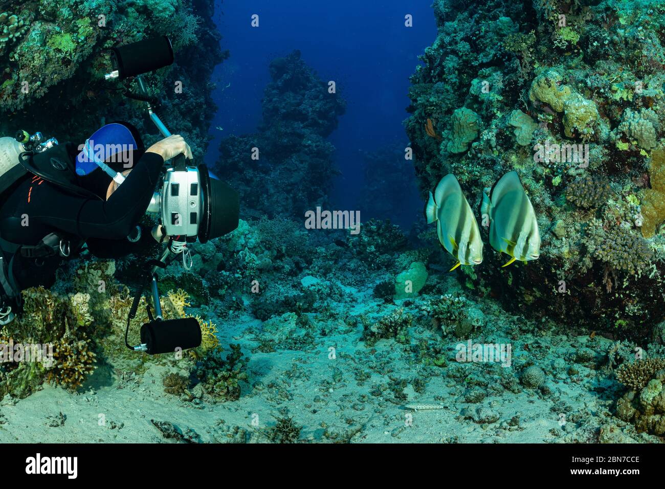 Circular Spadefish Platax Orbicularis High Resolution Stock Photography ...