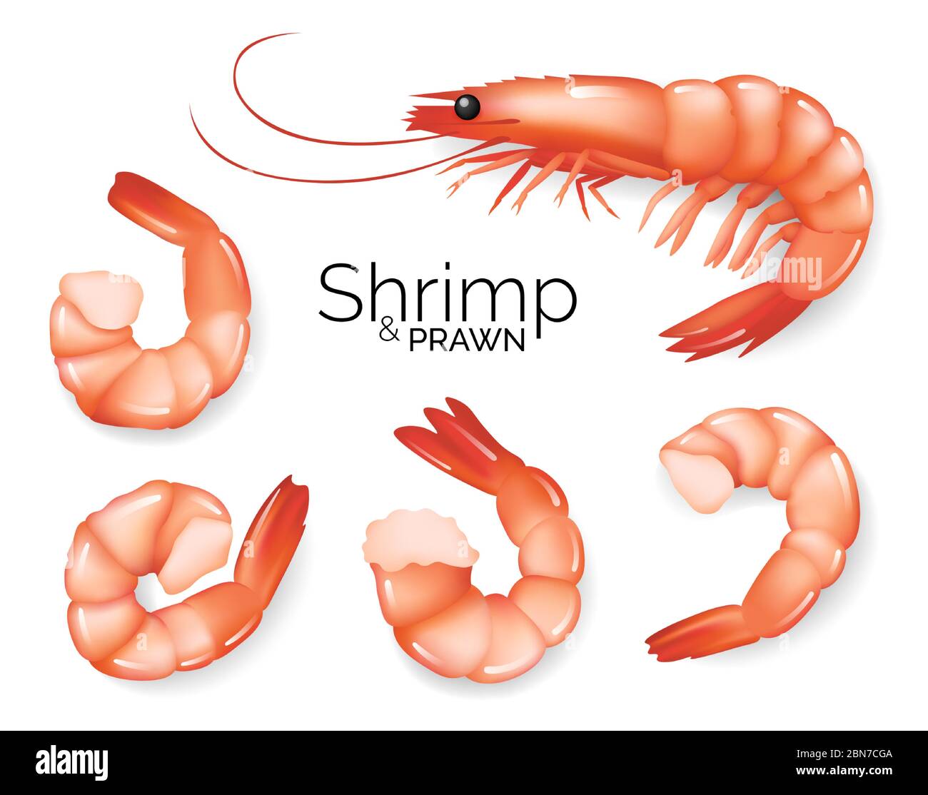 Market prawns Stock Vector Images - Alamy