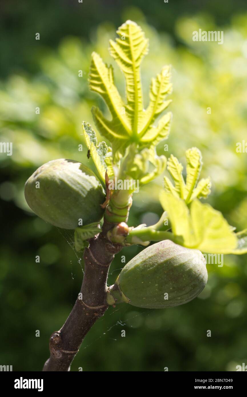 Figs growing on tree with leaves emerging Stock Photo - Alamy