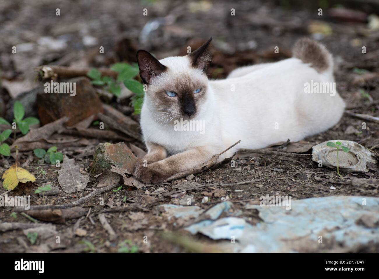 Siamese cats sitting outdoor hi-res stock photography and images - Alamy