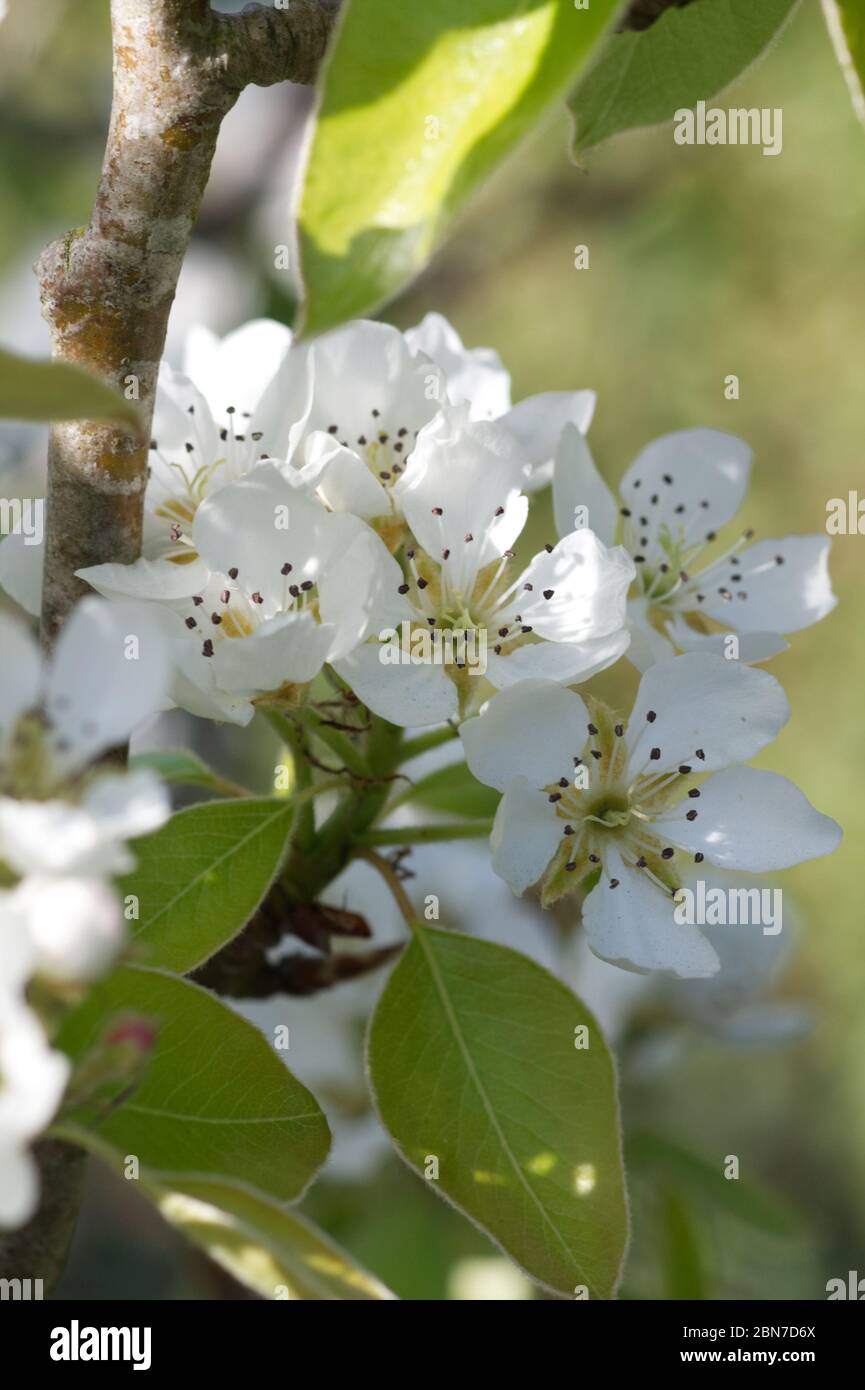 Pear tree uk hi-res stock photography and images - Alamy