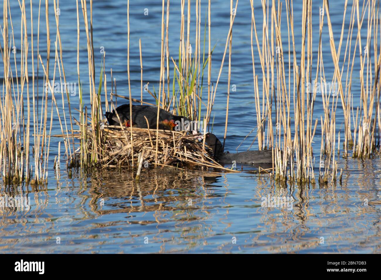Wetland and floating nest hi-res stock photography and images - Alamy