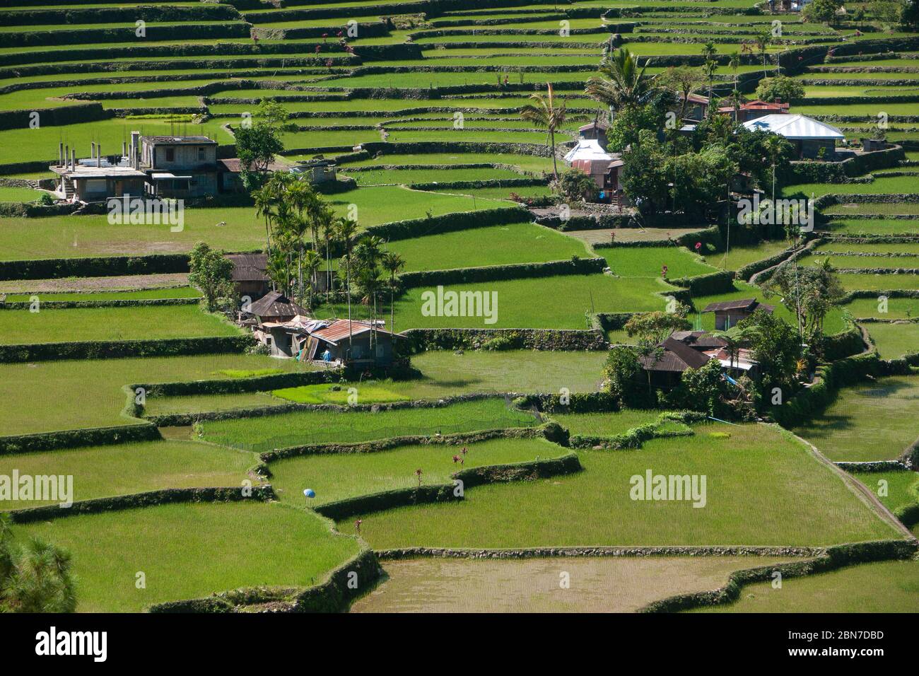 Farm houses in the Banaue rice terrace at hungduan rice terraces ...