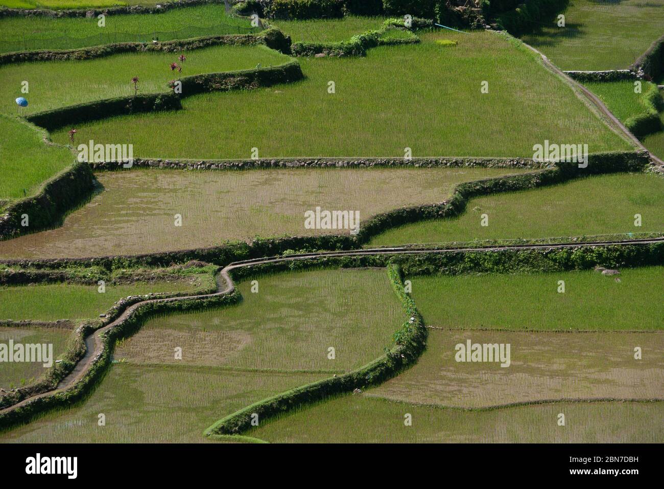 A detail to the Banaue rice terrace at hungduan rice terraces - ifugao ...