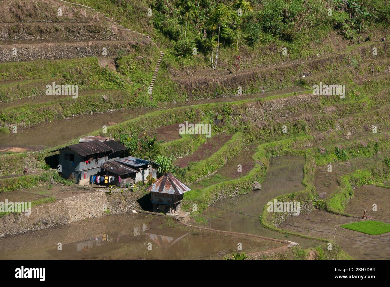A farm house in the Banaue rice terrace at hungduan rice terraces ...