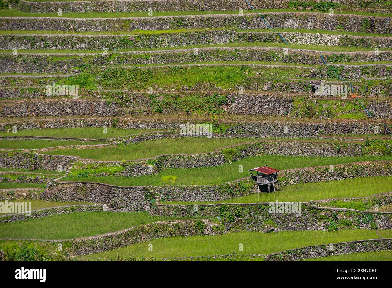 A hut in the Banaue rice terrace at hungduan rice terraces - ifugao ...