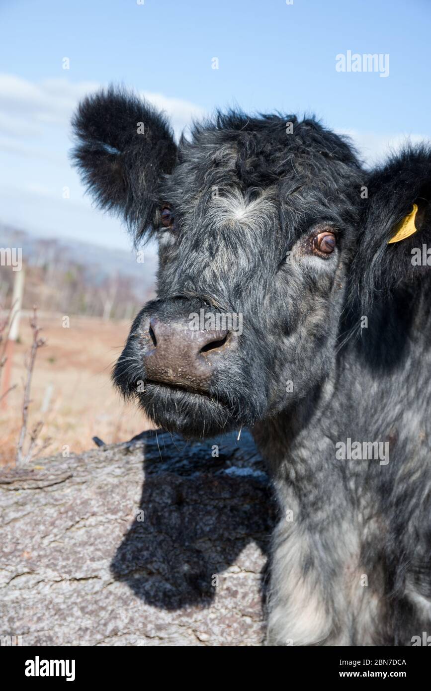 Whitbarrow scar hi-res stock photography and images - Alamy