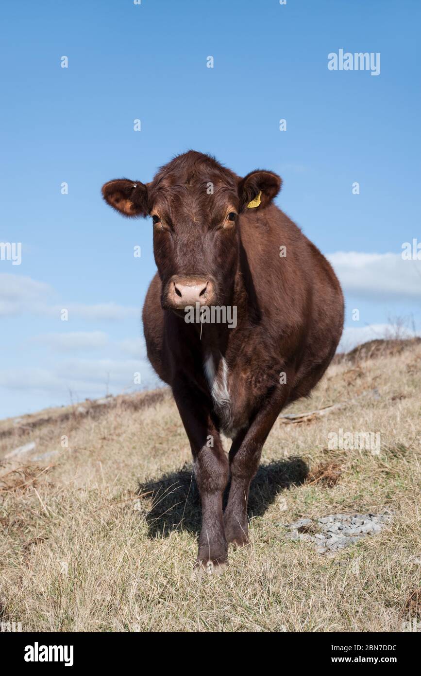 Whitbarrow scar nature reserve hi-res stock photography and images - Alamy