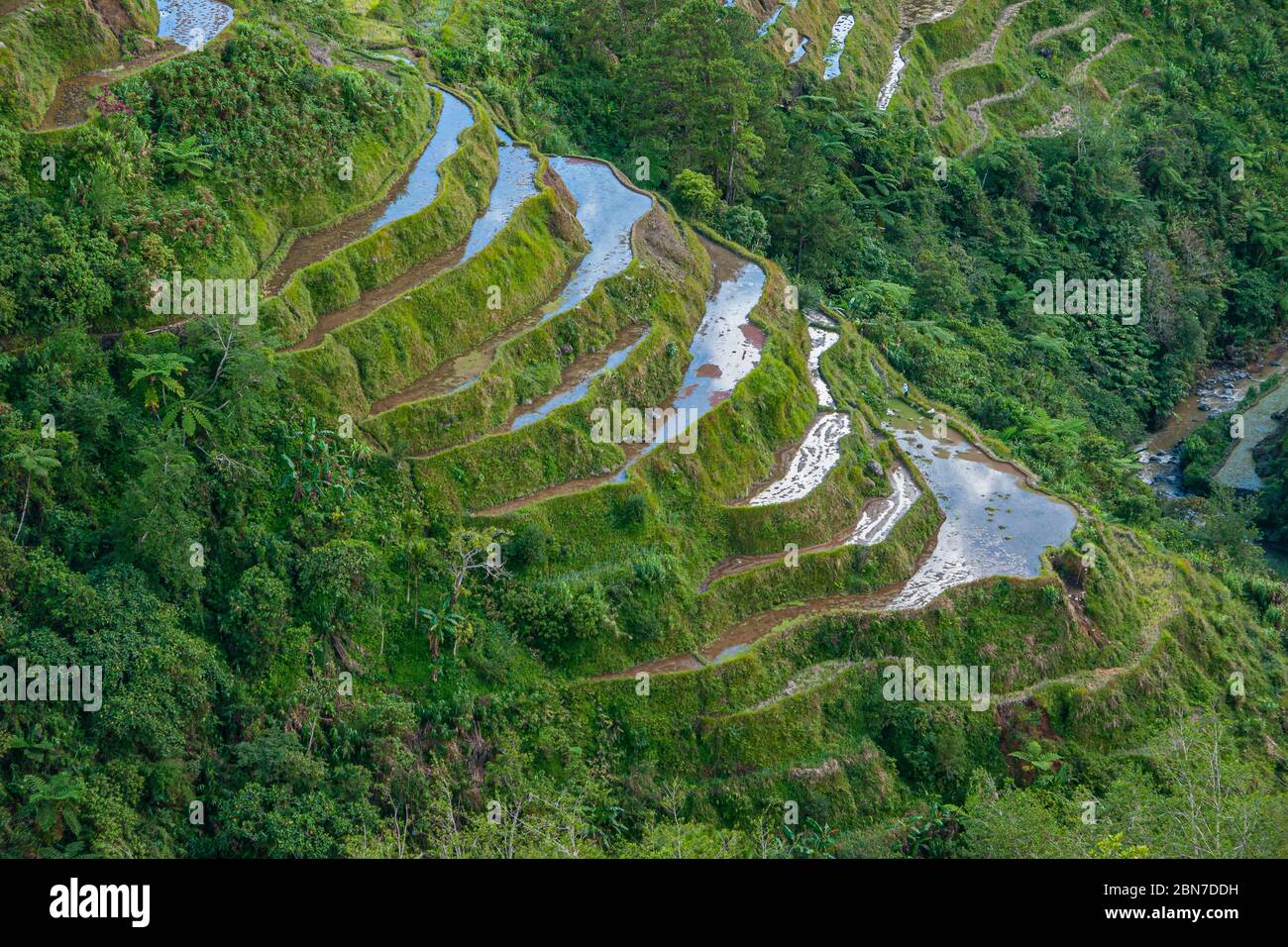 Overview of the Banaue rice terrace at hungduan rice terraces - ifugao ...