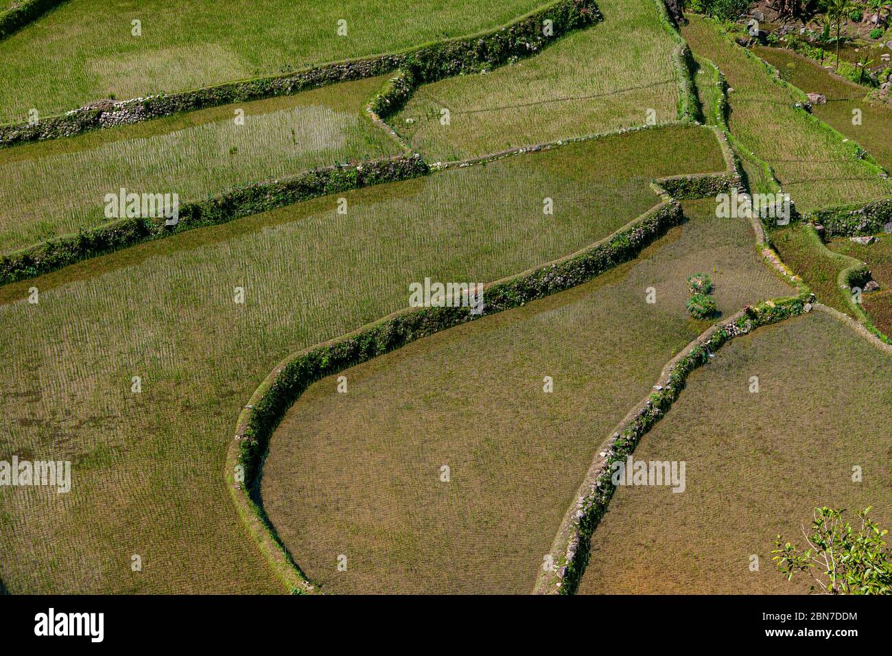 A detail to the Banaue rice terrace at hungduan rice terraces - ifugao ...