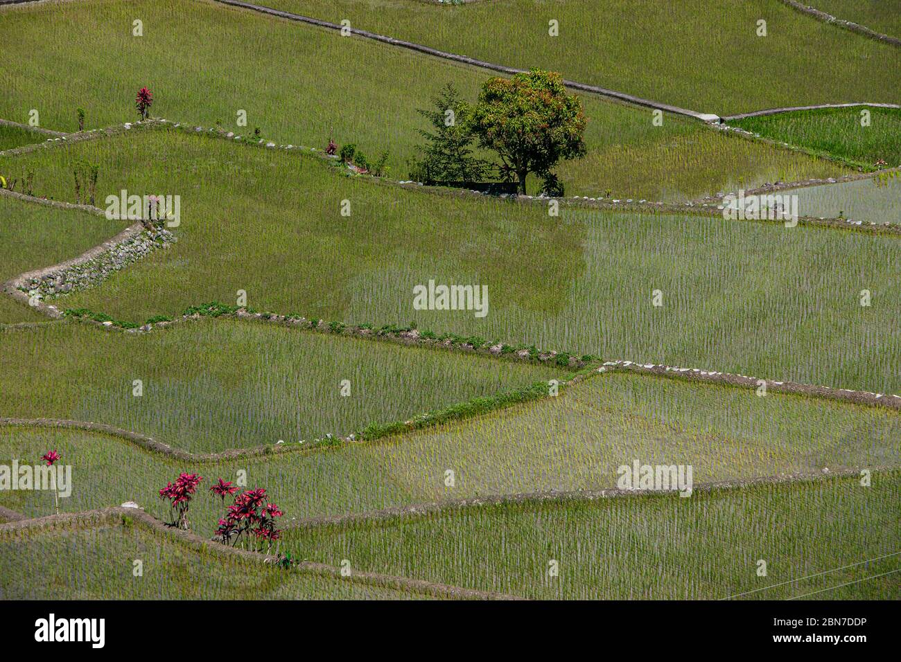 A detail to the Banaue rice terrace at hungduan rice terraces - ifugao ...