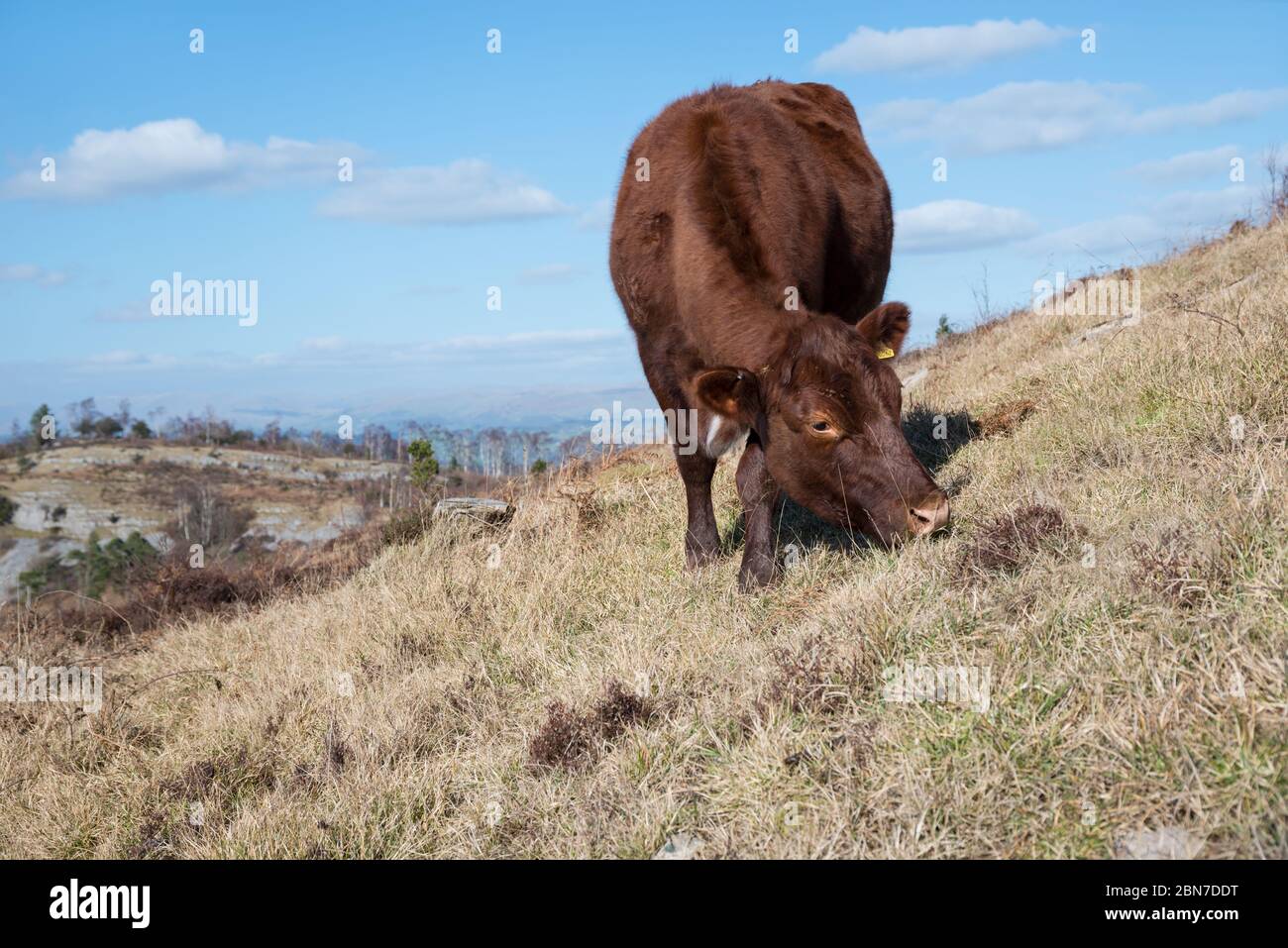 Whitbarrow scar cumbria hi-res stock photography and images - Alamy
