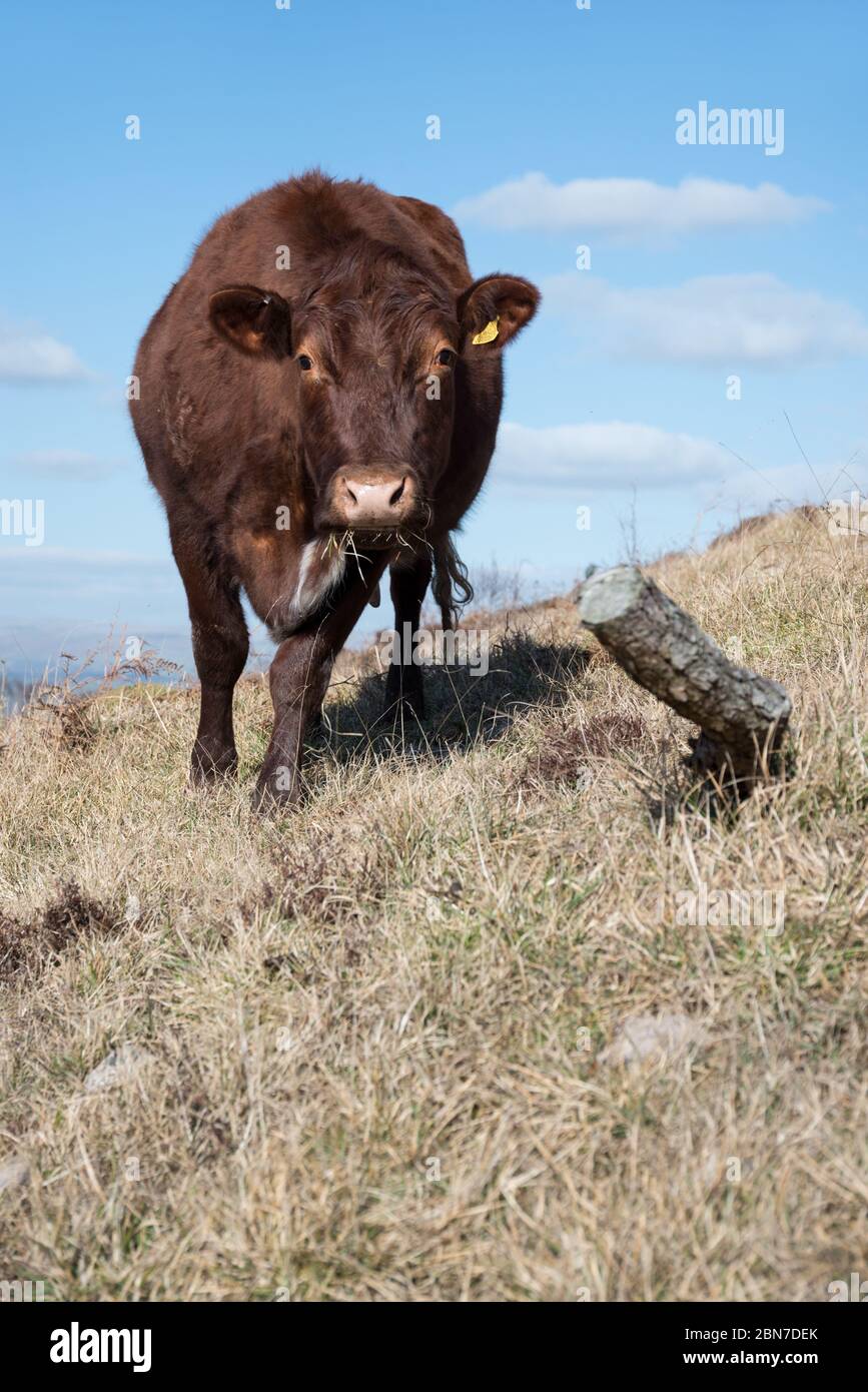 Rare Breed Cattle - Whitbarrow Scar, Cumbria Stock Photo - Alamy