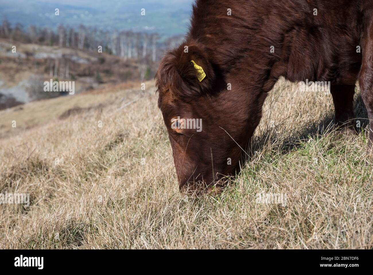 Rare Breed Cattle - Whitbarrow Scar, Cumbria Stock Photo - Alamy