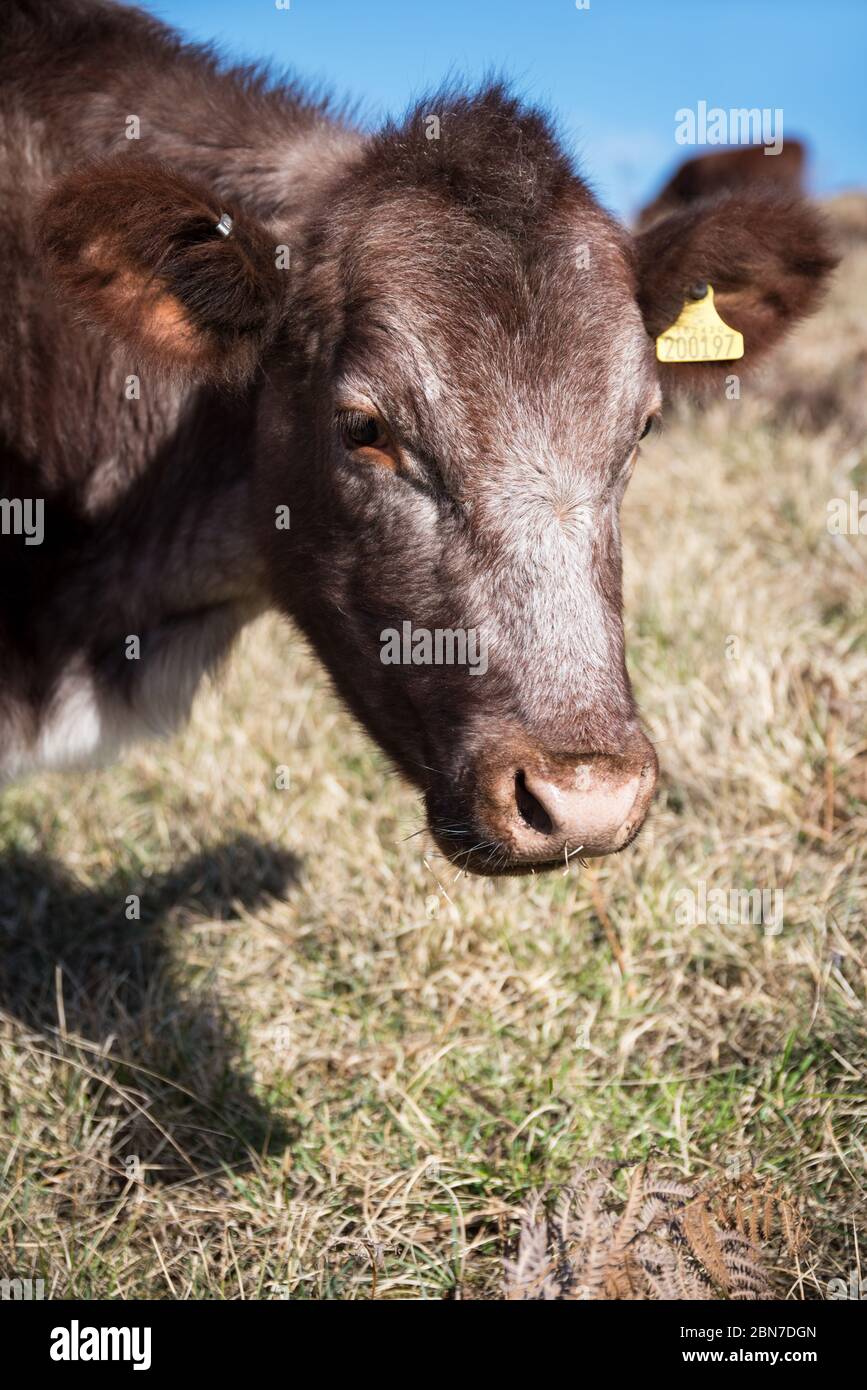Rare Breed Cattle - Whitbarrow Scar, Cumbria Stock Photo - Alamy