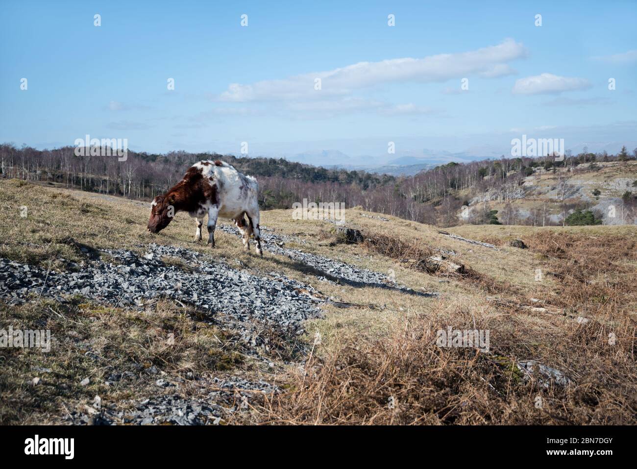 Whitbarrow scar cumbria hi-res stock photography and images - Alamy