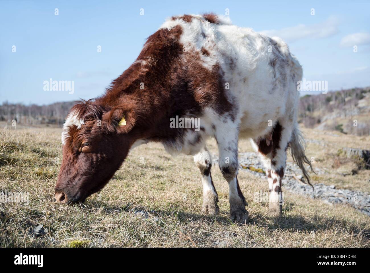 Whitbarrow scar nature reserve hi-res stock photography and images - Alamy