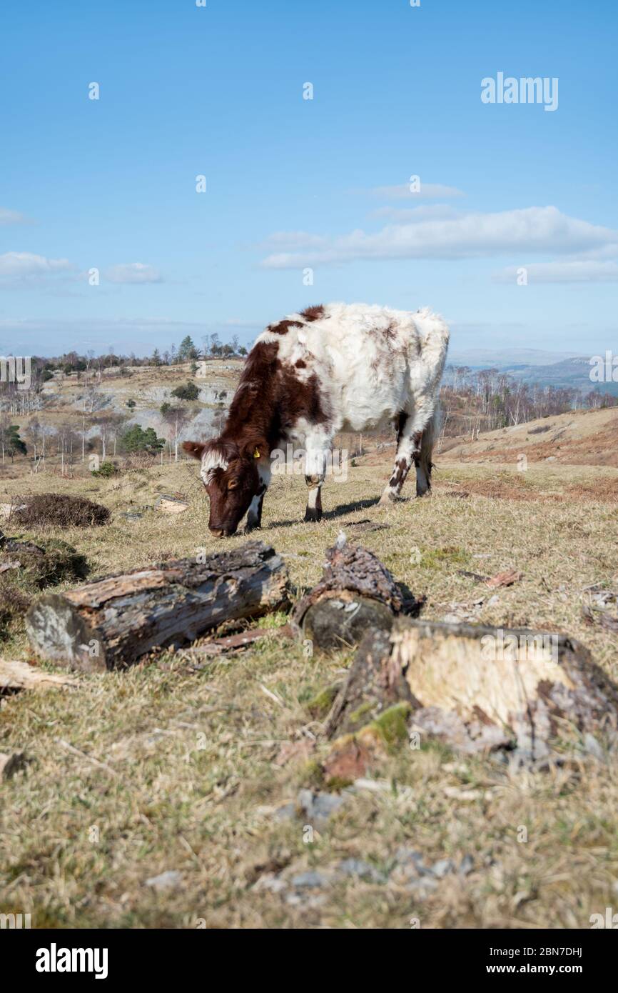Rare Breed Cattle - Whitbarrow Scar, Cumbria Stock Photo - Alamy