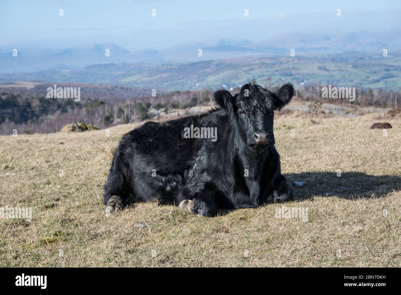 Rare Breed Cattle - Whitbarrow Scar, Cumbria Stock Photo - Alamy