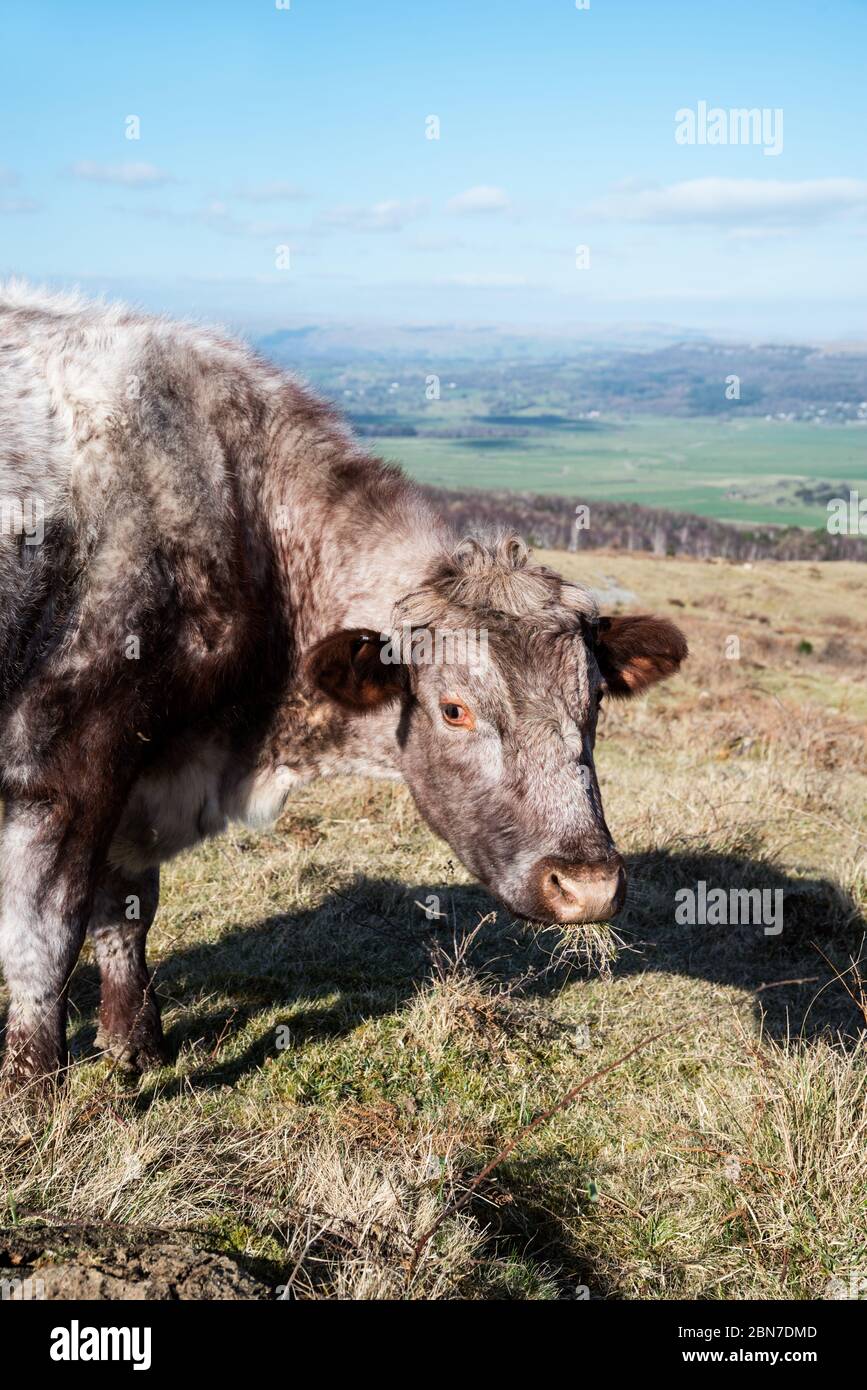 Rare Breed Cattle - Whitbarrow Scar, Cumbria Stock Photo - Alamy