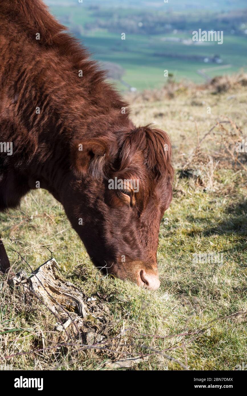 Whitbarrow scar cumbria hi-res stock photography and images - Alamy
