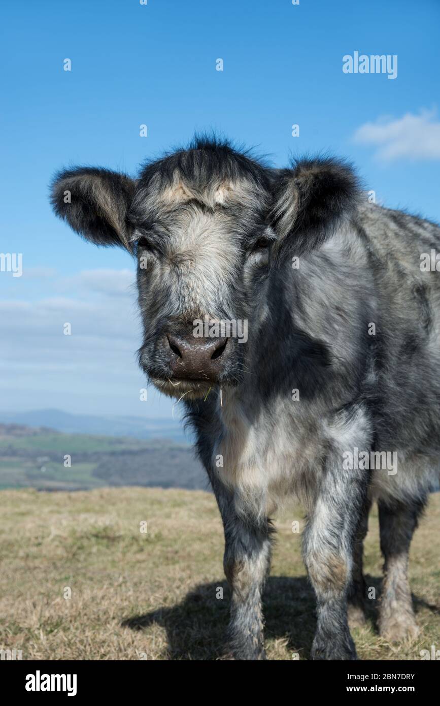 Rare Breed Cattle - Whitbarrow Scar, Cumbria Stock Photo - Alamy