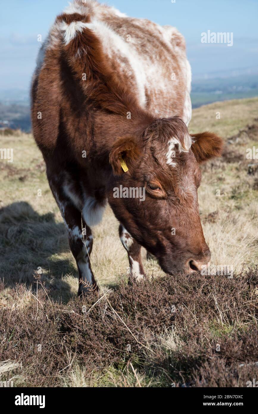 Rare Breed Cattle - Whitbarrow Scar, Cumbria Stock Photo - Alamy