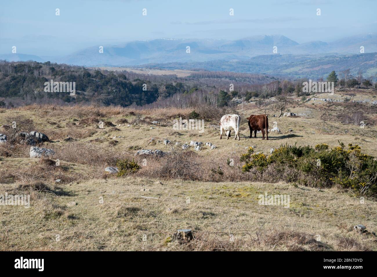 Rare Breed Cattle - Whitbarrow Scar, Cumbria Stock Photo - Alamy
