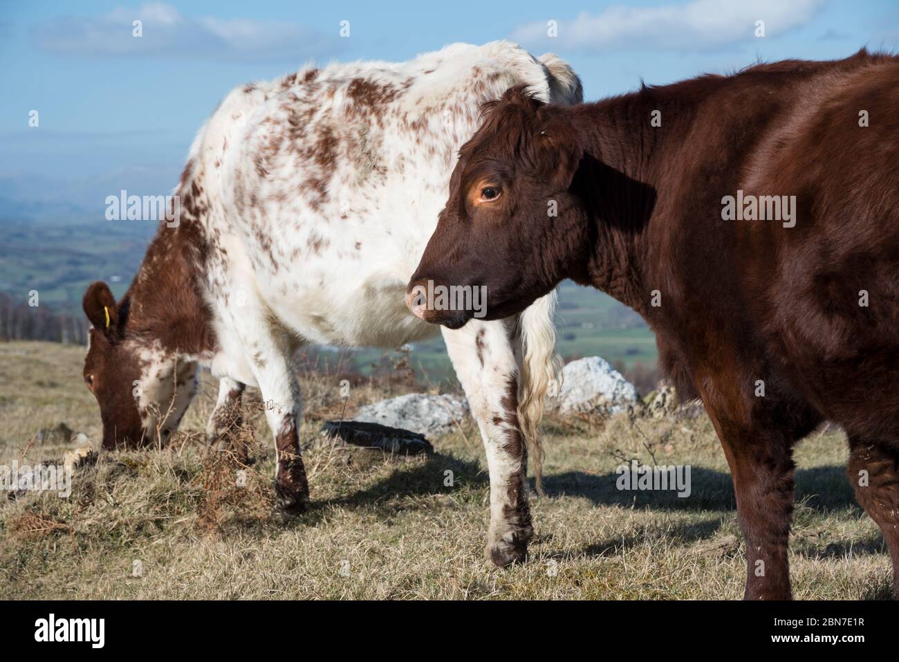 Rare Breed Cattle - Whitbarrow Scar, Cumbria Stock Photo - Alamy
