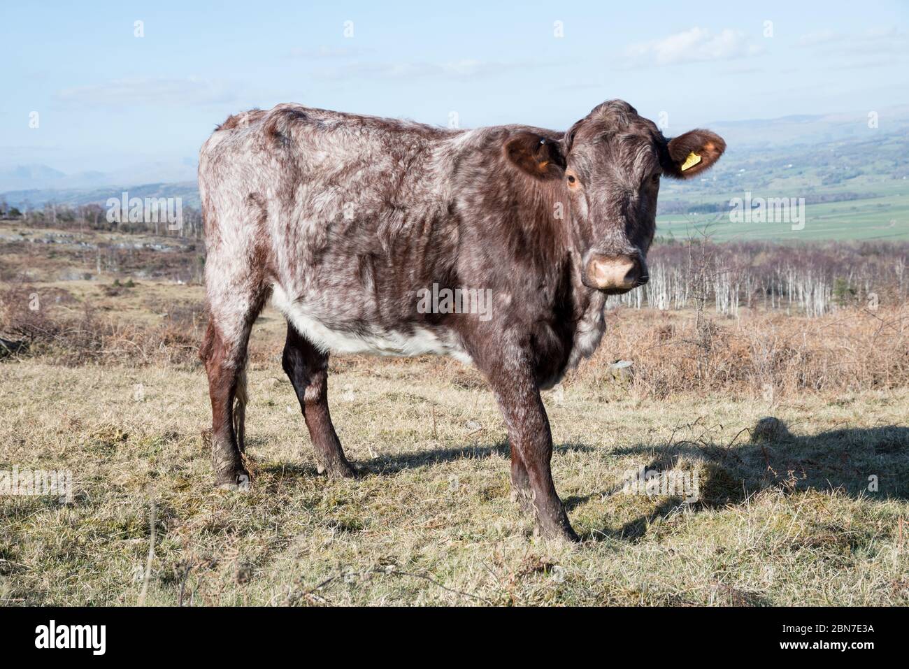 Rare Breed Cattle - Whitbarrow Scar, Cumbria Stock Photo - Alamy