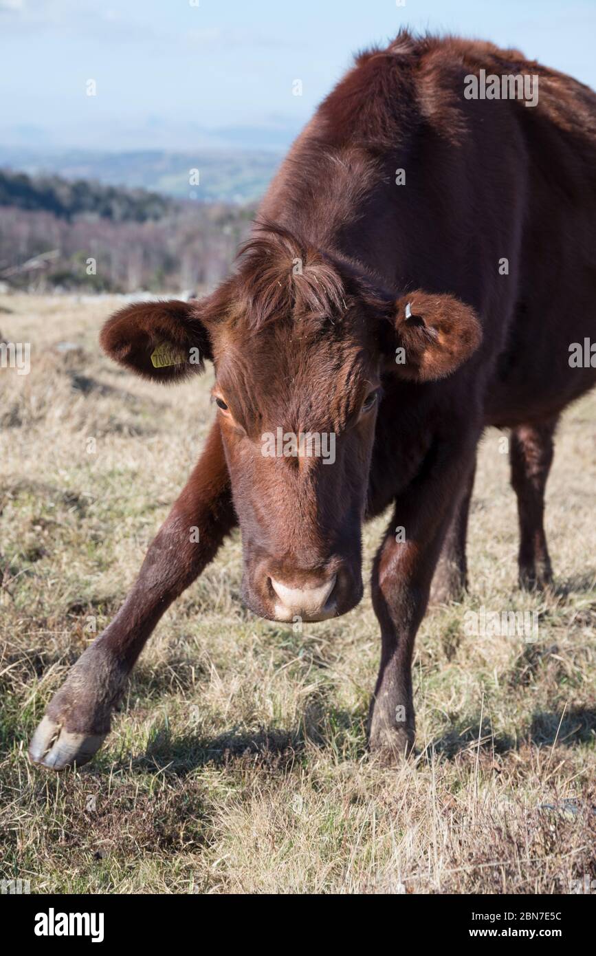 Rare Breed Cattle - Whitbarrow Scar, Cumbria Stock Photo - Alamy