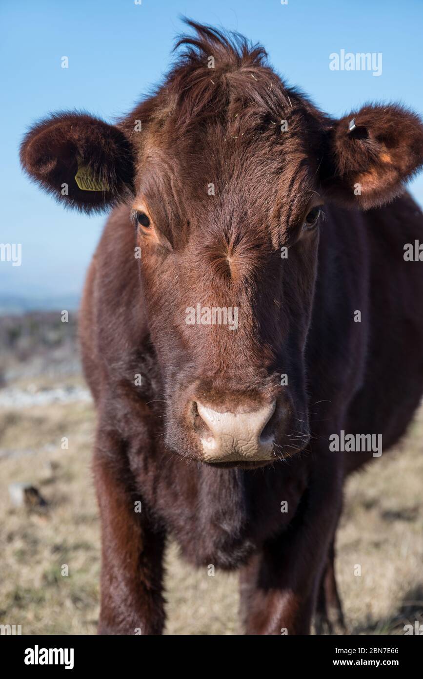 Rare Breed Cattle - Whitbarrow Scar, Cumbria Stock Photo - Alamy