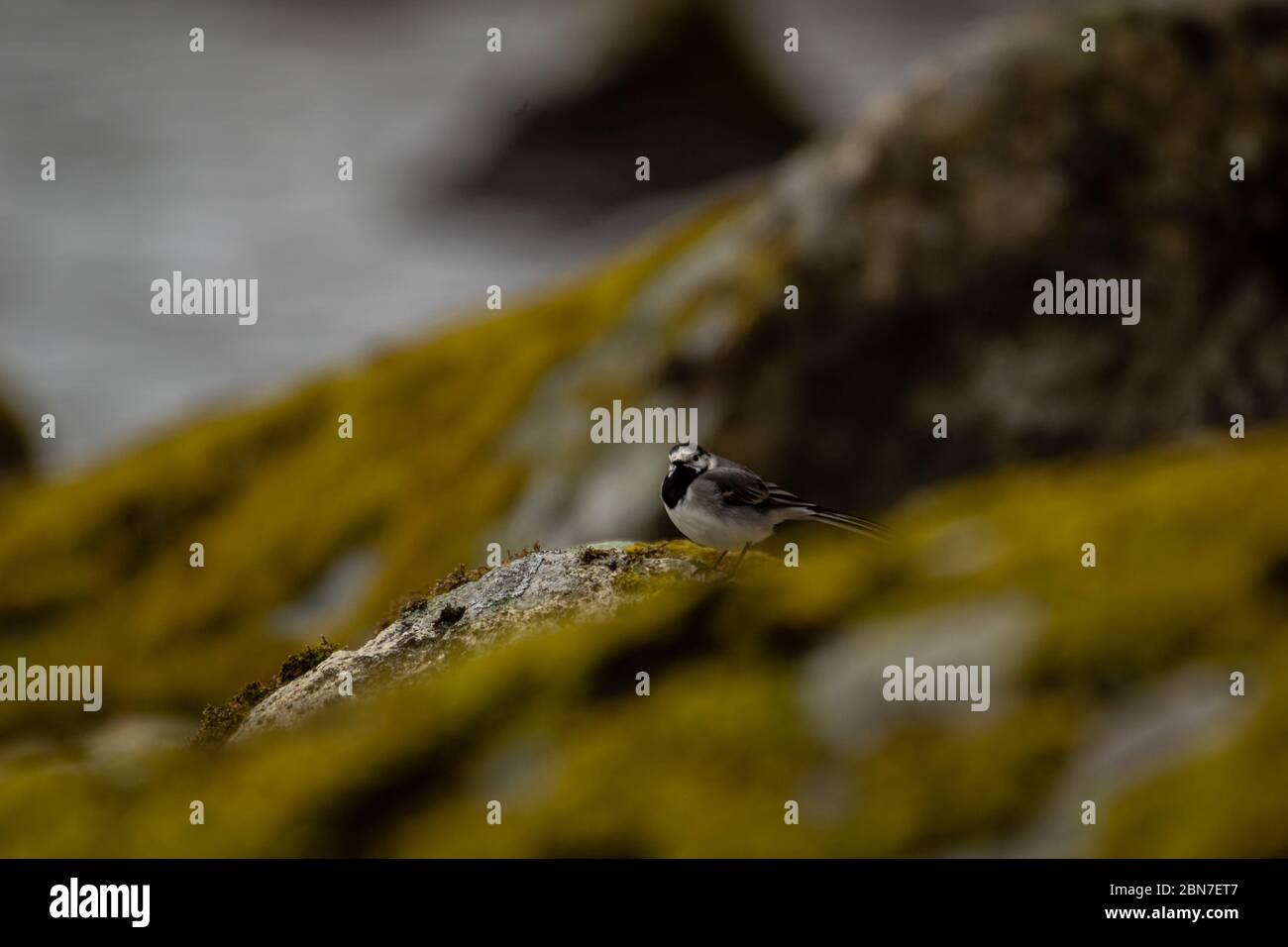 White wagtail standing on a moss-covered rock, with blurry water in the ...