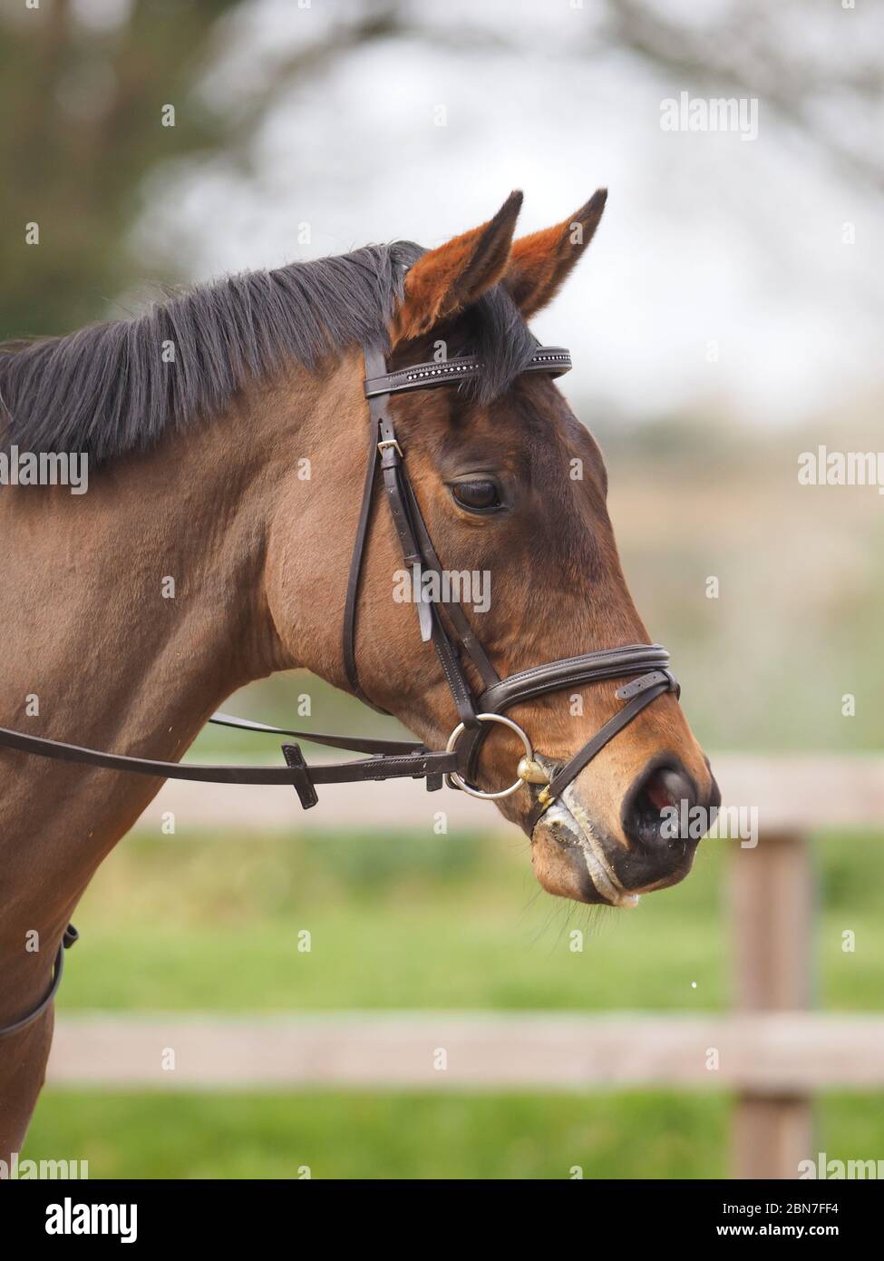 Snaffle rein hi-res stock photography and images - Alamy