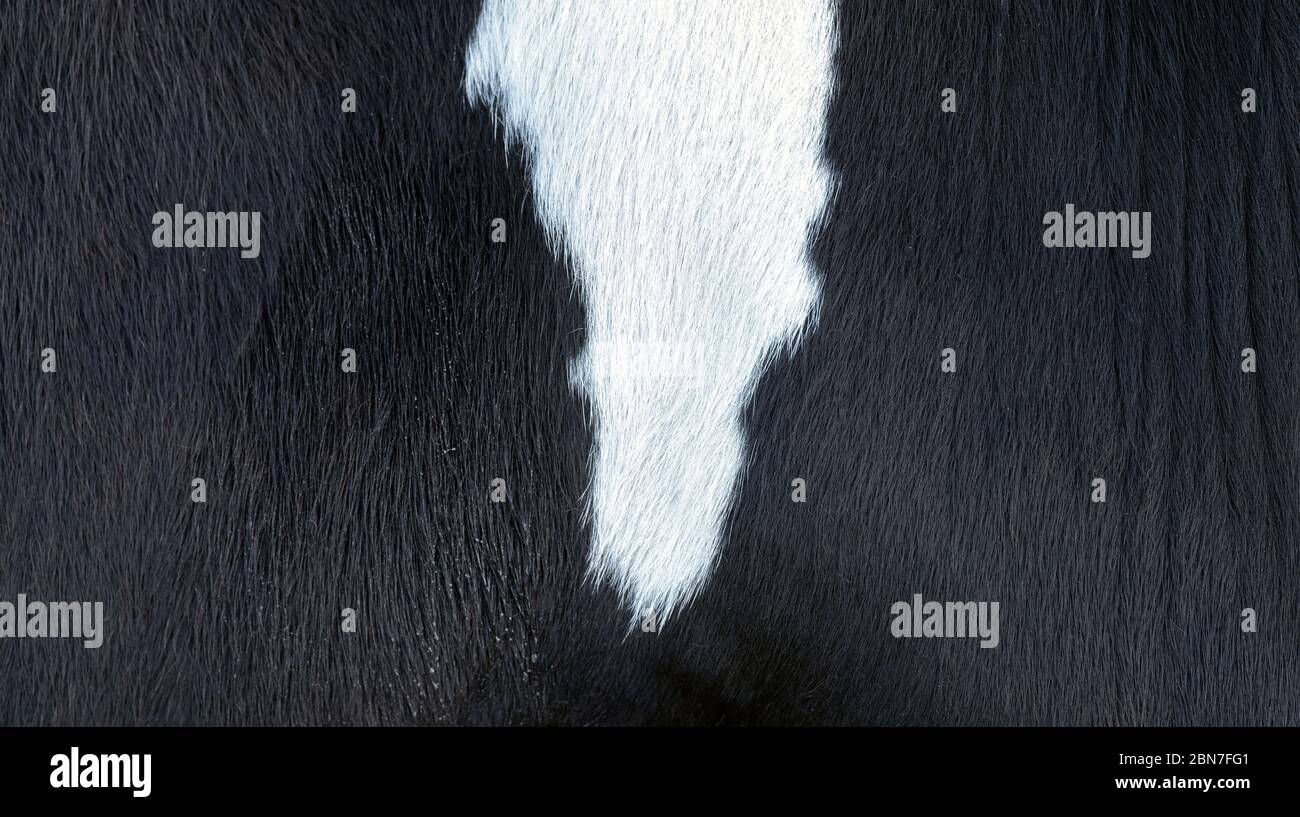 Holstein texture spotted hi-res stock photography and images - Alamy