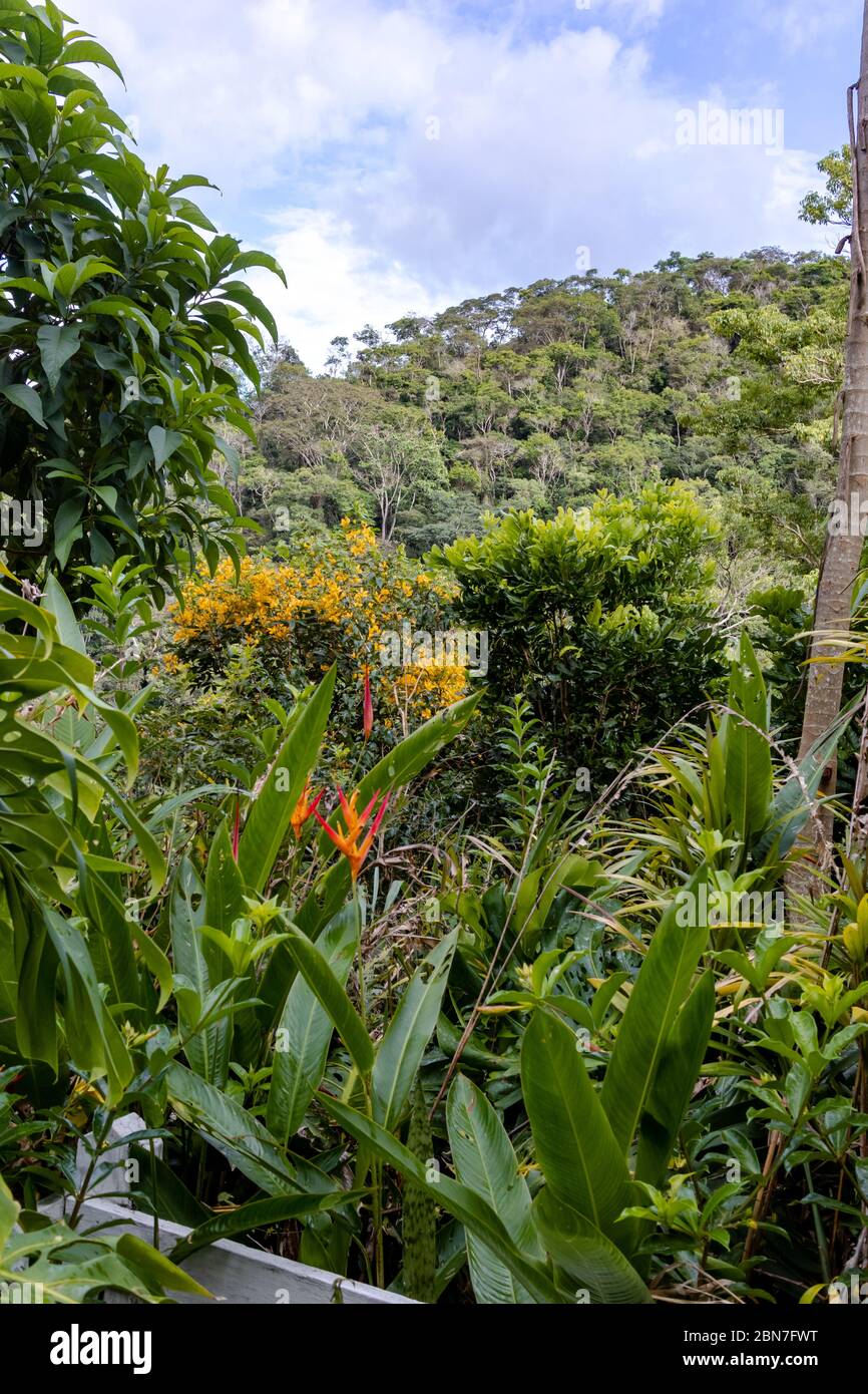 Garden with several species of plants of tropical climate, with ...