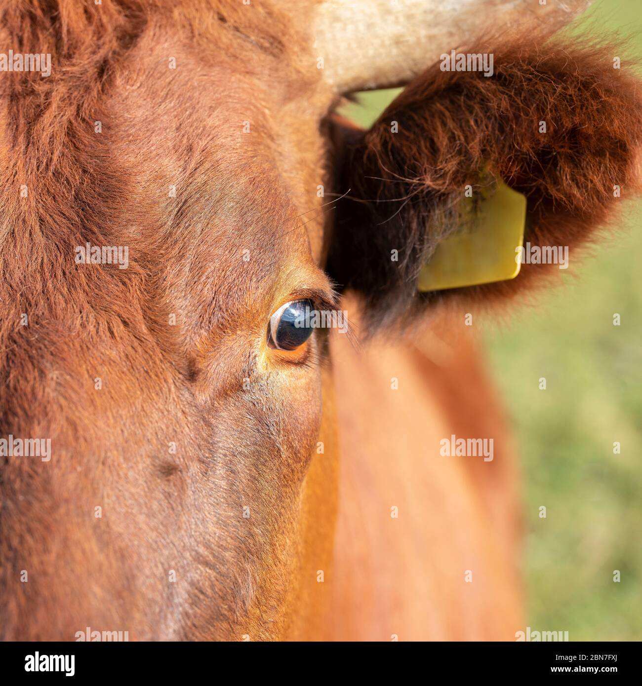 Cute funny brown cow isolated hi-res stock photography and images - Alamy