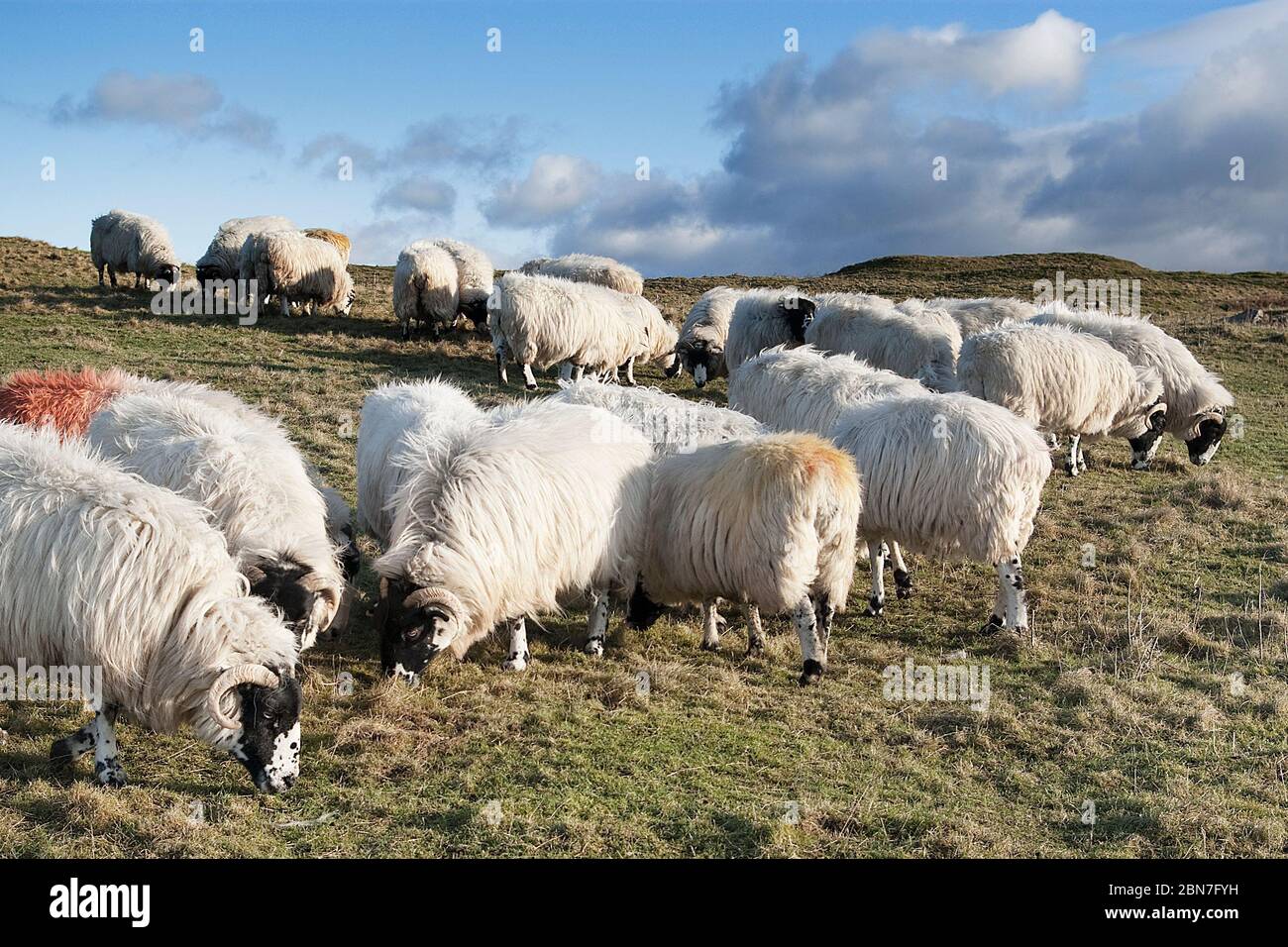 Sheep with smit marks hi-res stock photography and images - Alamy