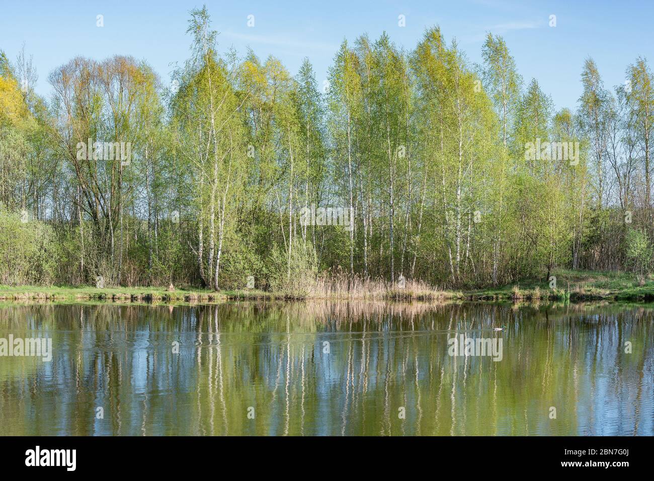 Birch trees lake spring hi-res stock photography and images - Alamy