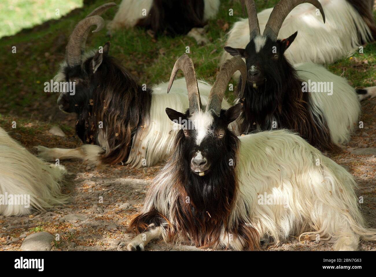 Britains oldest goat breed hi-res stock photography and images - Alamy