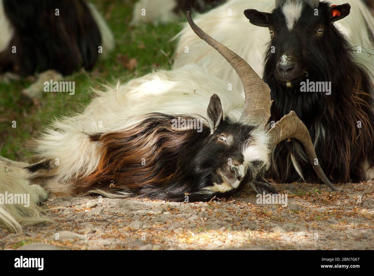 Britains oldest goat breed hi-res stock photography and images - Alamy