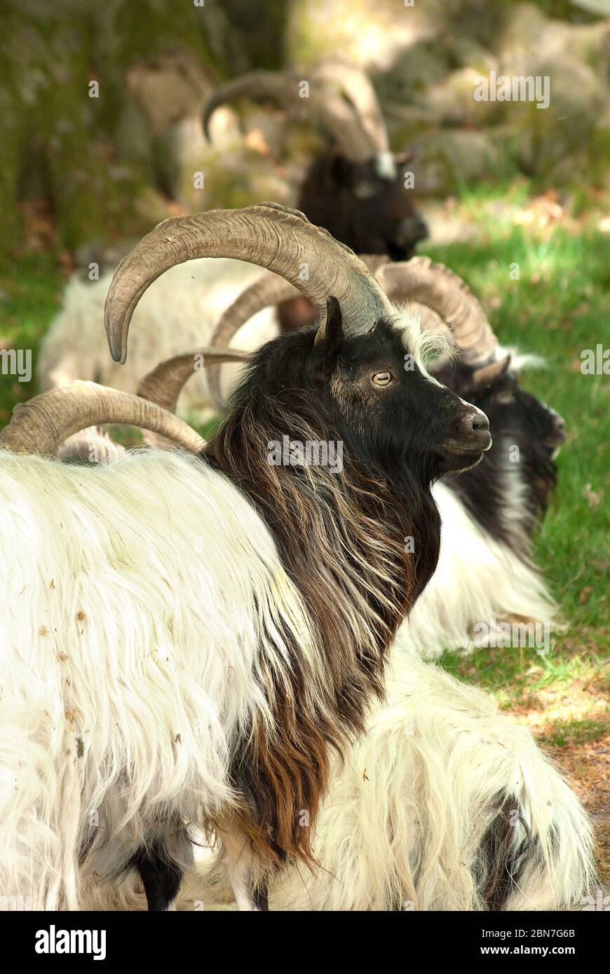 Britains oldest goat breed hi-res stock photography and images - Alamy