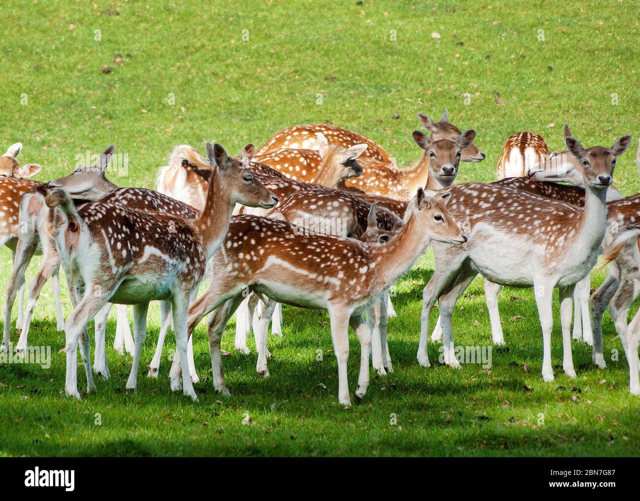 Menil fallow deer hi-res stock photography and images - Alamy