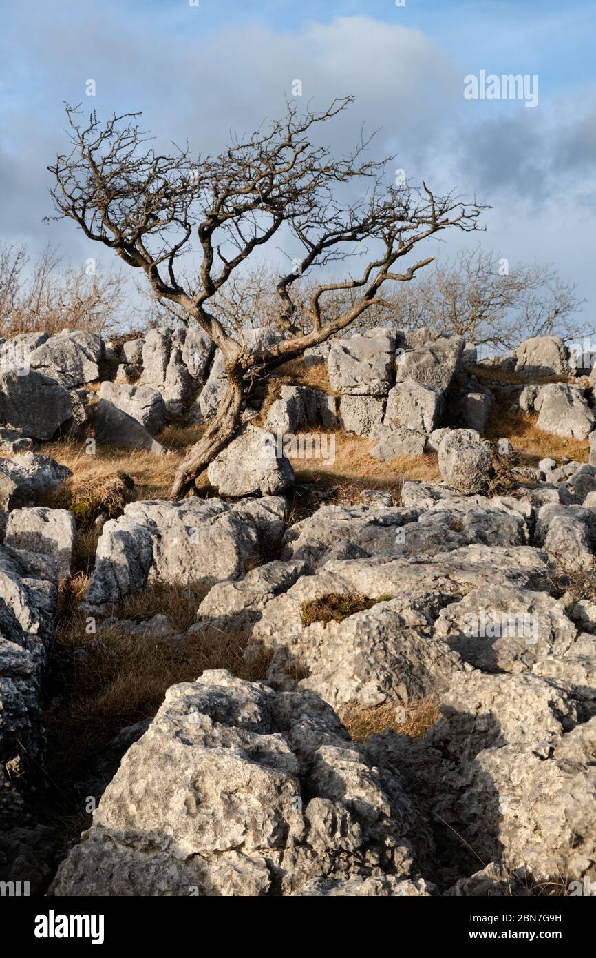 Farleton Knott, Cumbria - Limestone pavement landscape Stock Photo - Alamy