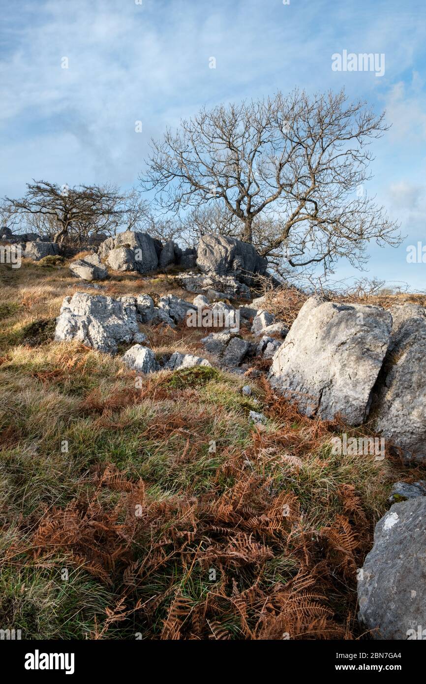 Farleton Knott, Cumbria - Limestone pavement landscape Stock Photo - Alamy